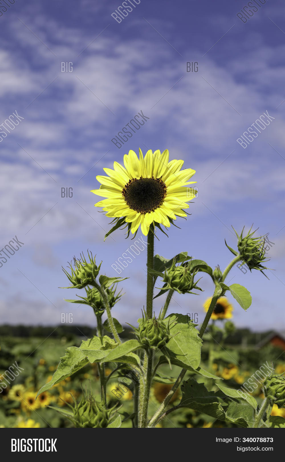 Tall Yellow Sunflower Image & Photo (Free Trial) | Bigstock