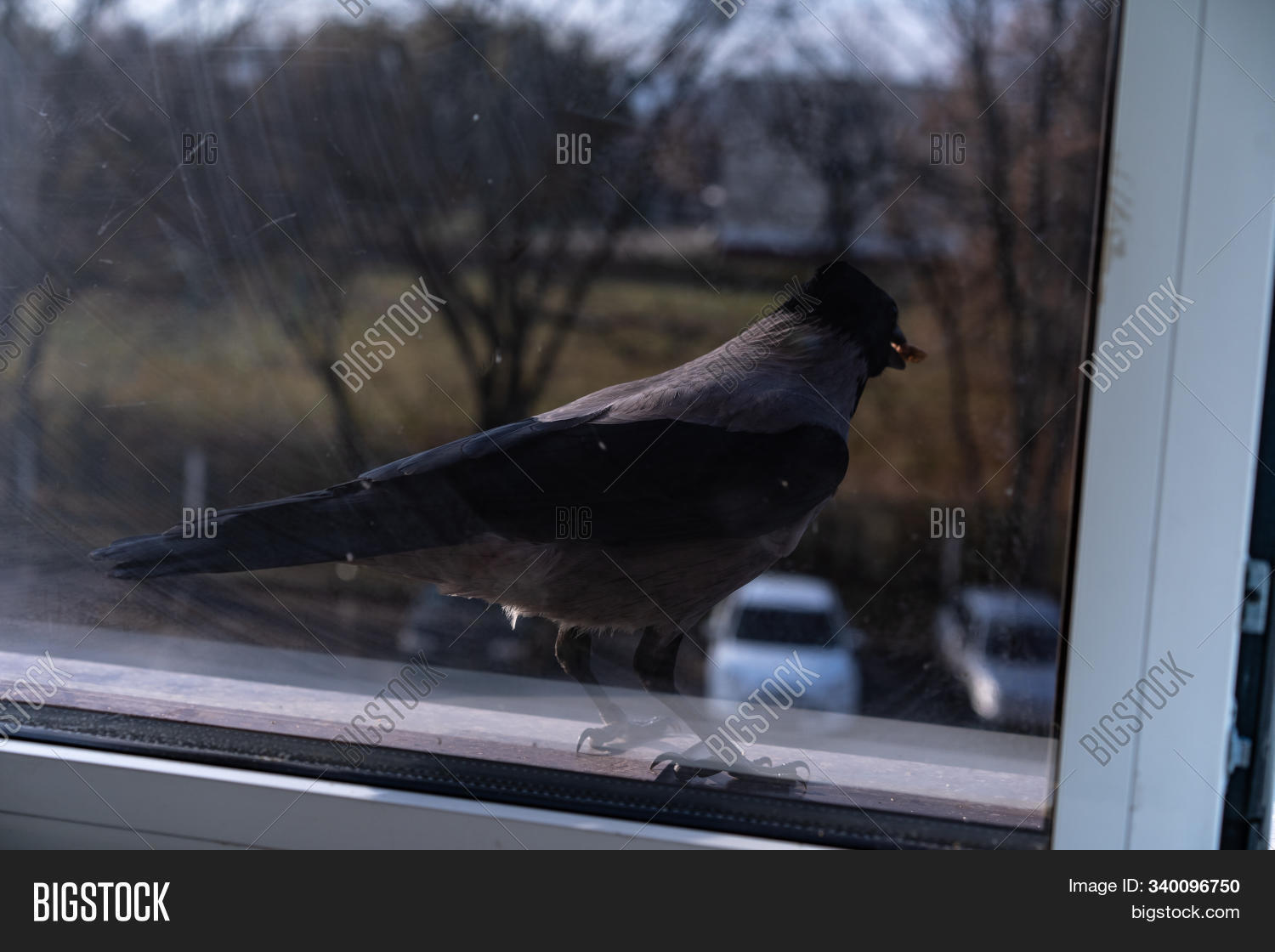 Crow Outside Window Image & Photo (Free Trial) | Bigstock