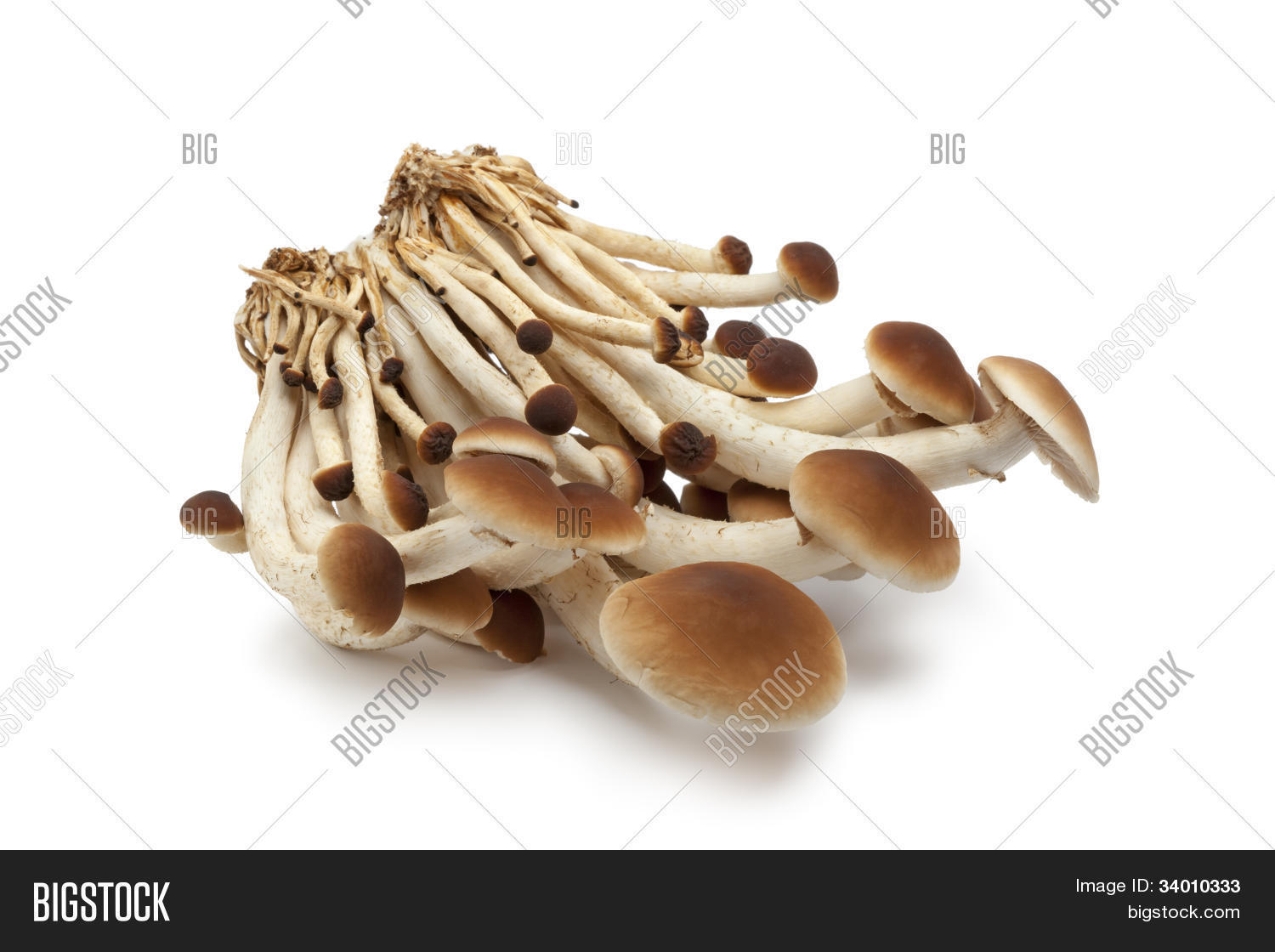 Fresh Cluster Pioppino Image & Photo (Free Trial) | Bigstock