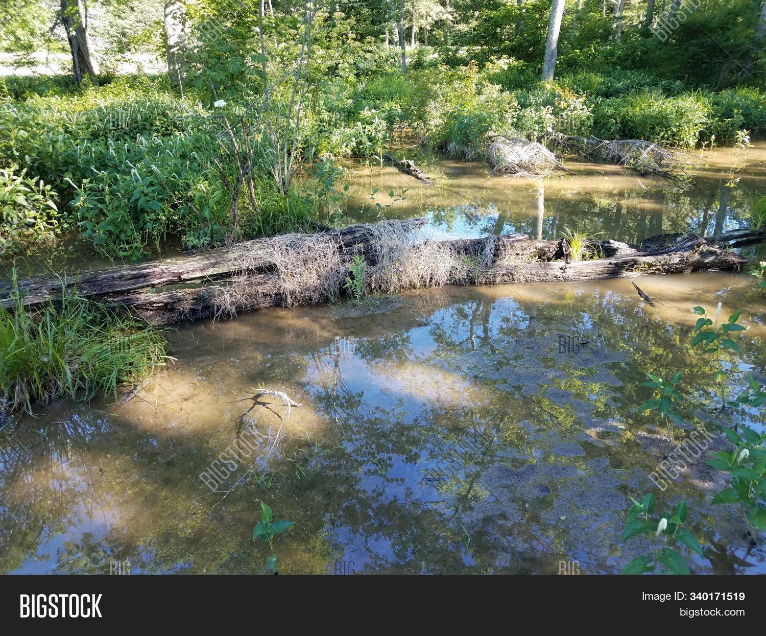 Imagen y foto Decomposing Wood (prueba gratis) | Bigstock