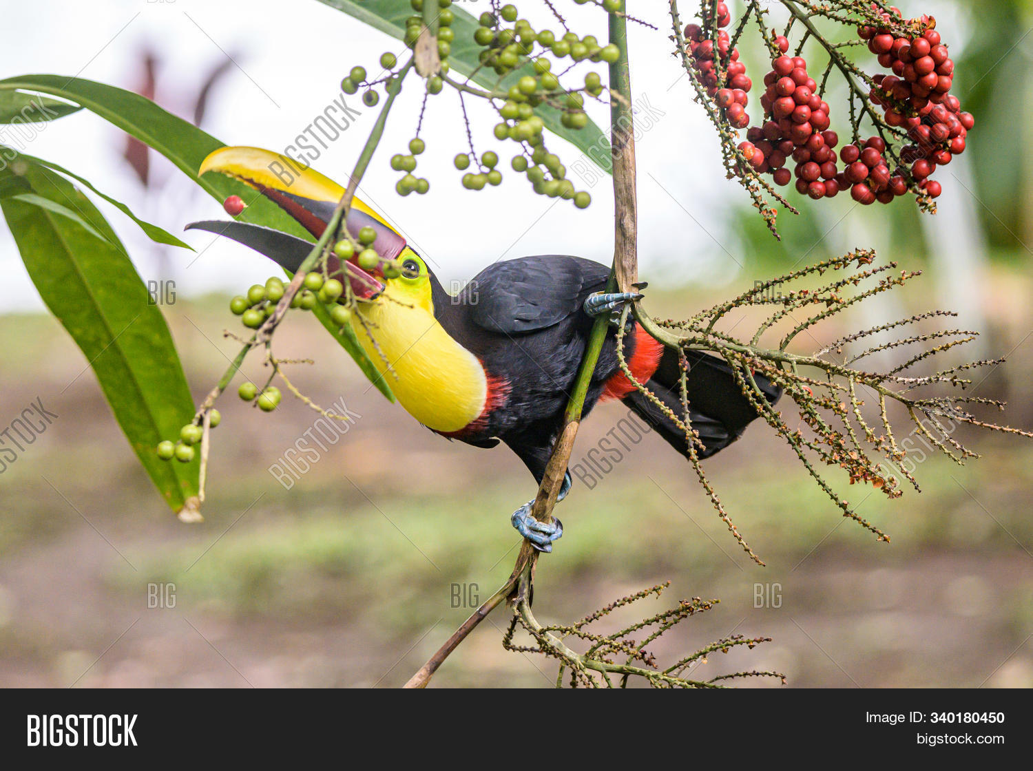 Yellow Throated Toucan Image & Photo (Free Trial) | Bigstock