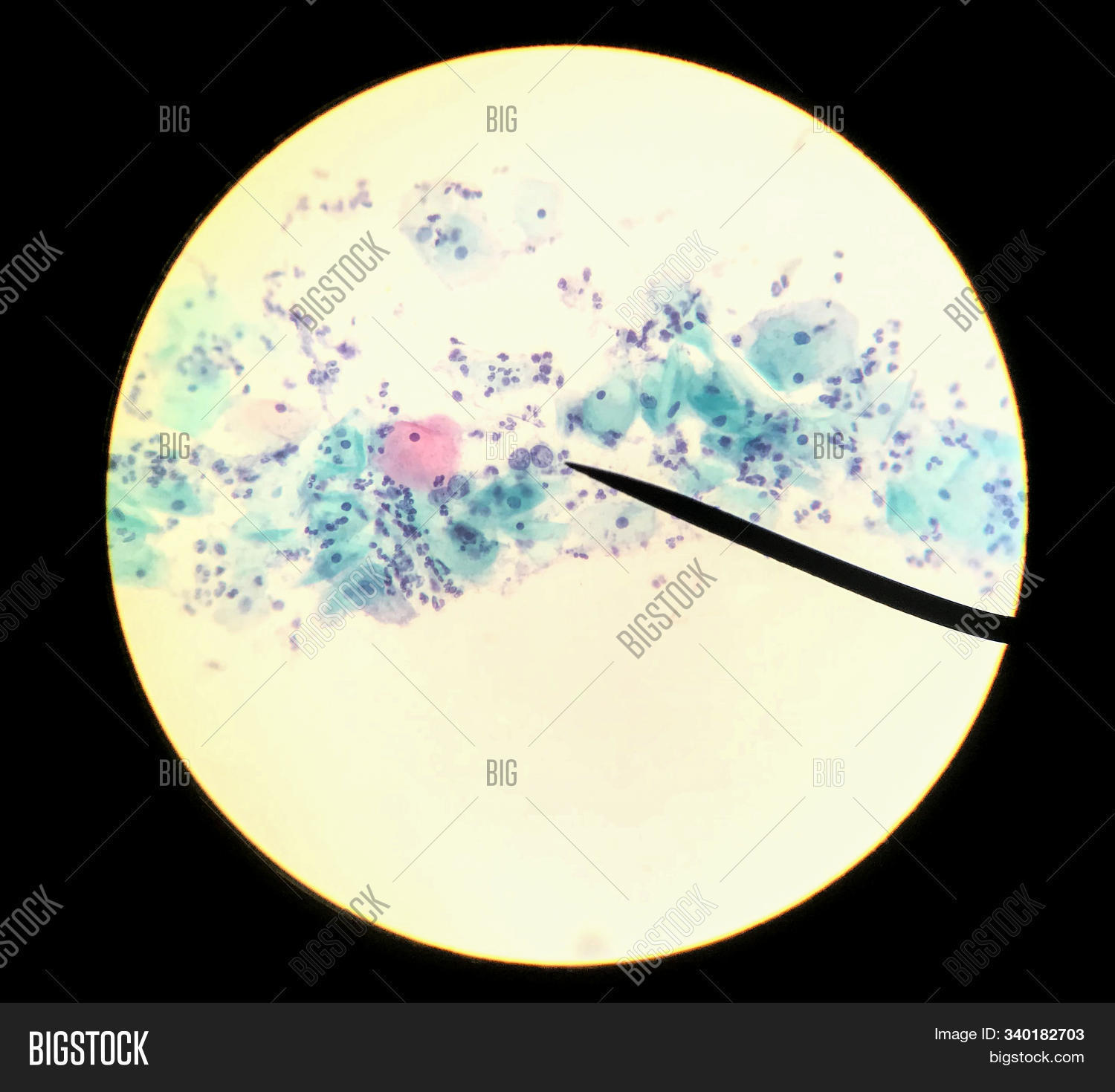 Cells Reproductive Image & Photo (Free Trial) | Bigstock