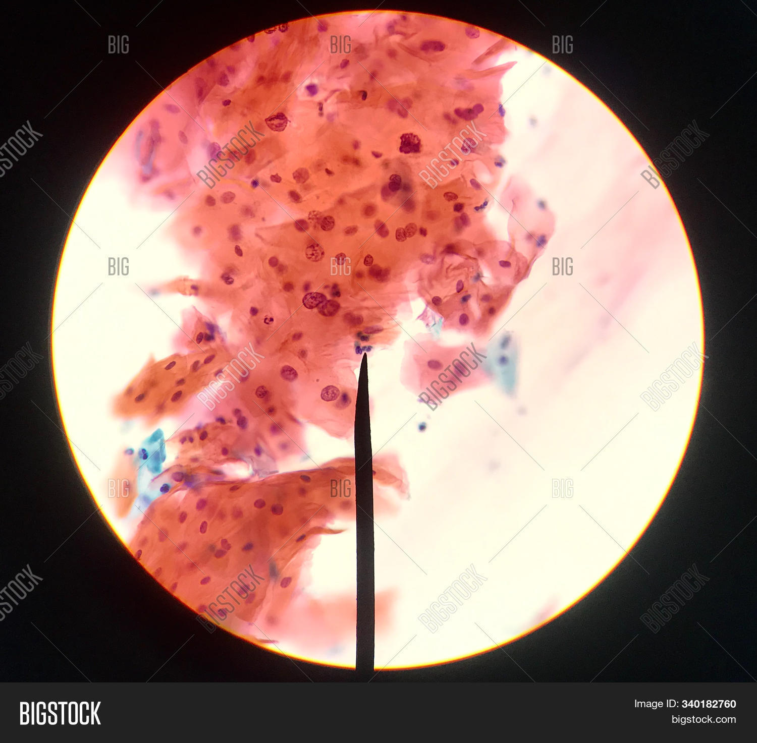 Cells Reproductive Image & Photo (Free Trial) | Bigstock