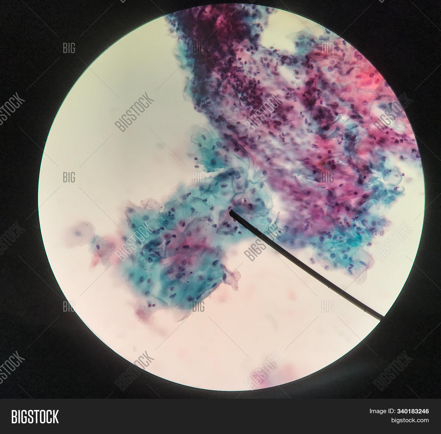 Cells Reproductive Image & Photo (Free Trial) | Bigstock