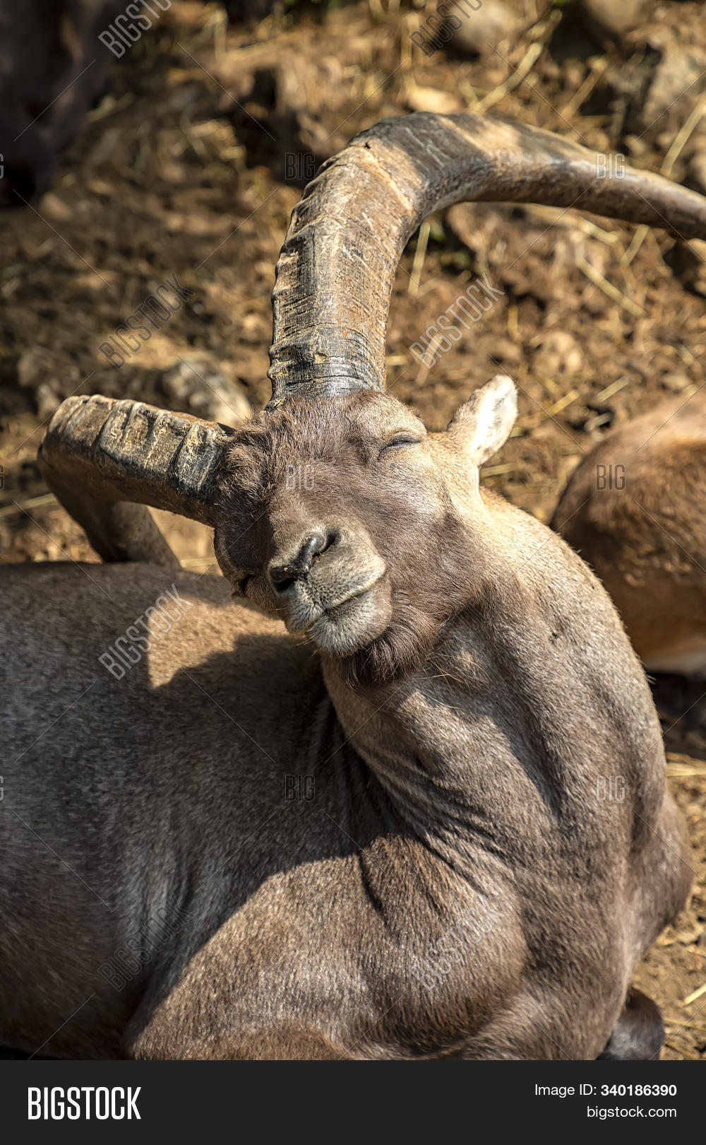 Alpine Ibex Mountain Image & Photo (Free Trial) | Bigstock