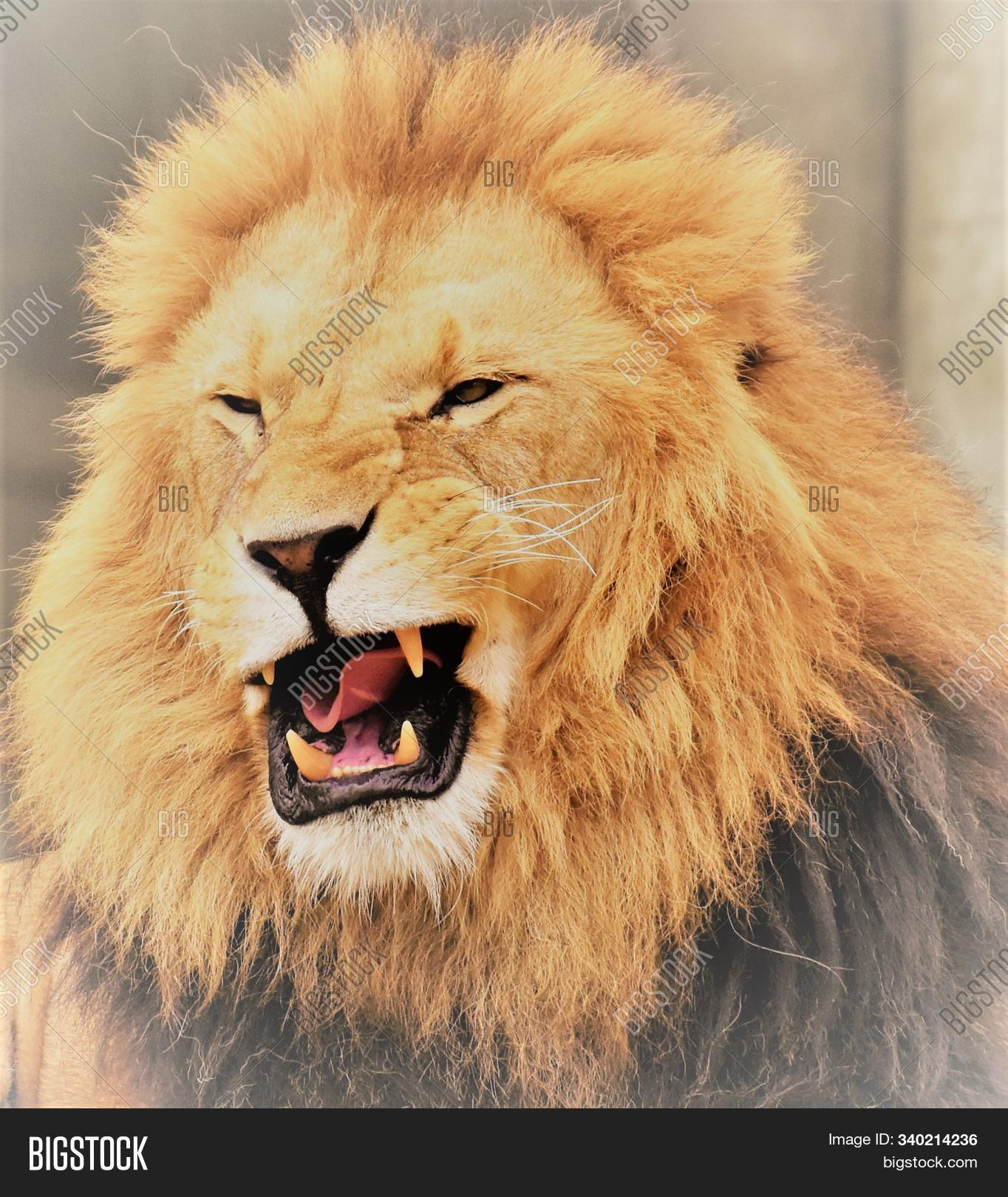 Muzzle Lion Yellow Image & Photo (Free Trial) | Bigstock