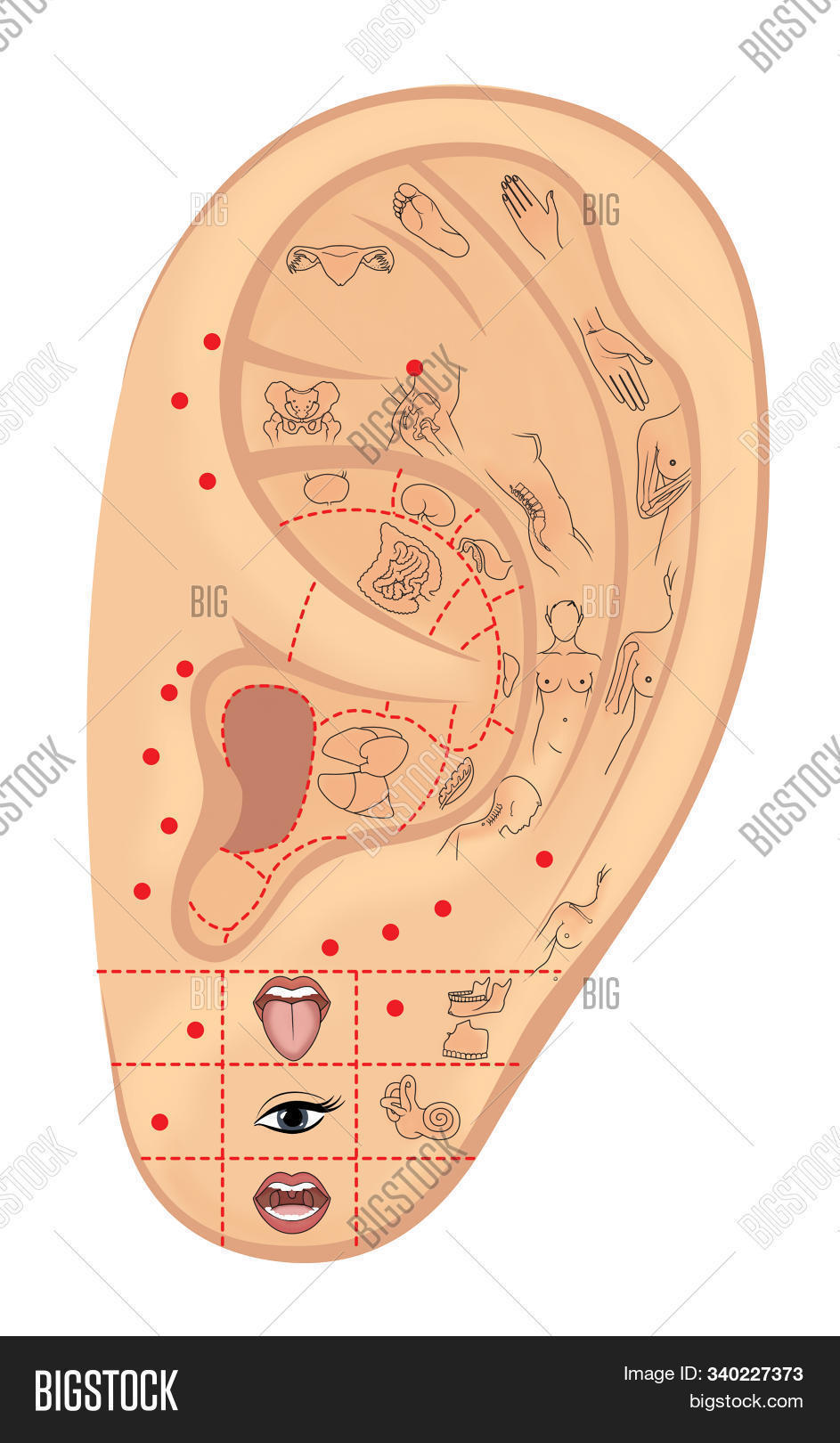 Woman's Left Ear Image & Photo (Free Trial) | Bigstock