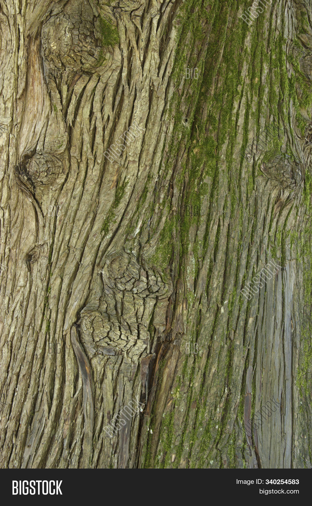 Trunk Evergreen Tree Image & Photo (Free Trial) | Bigstock