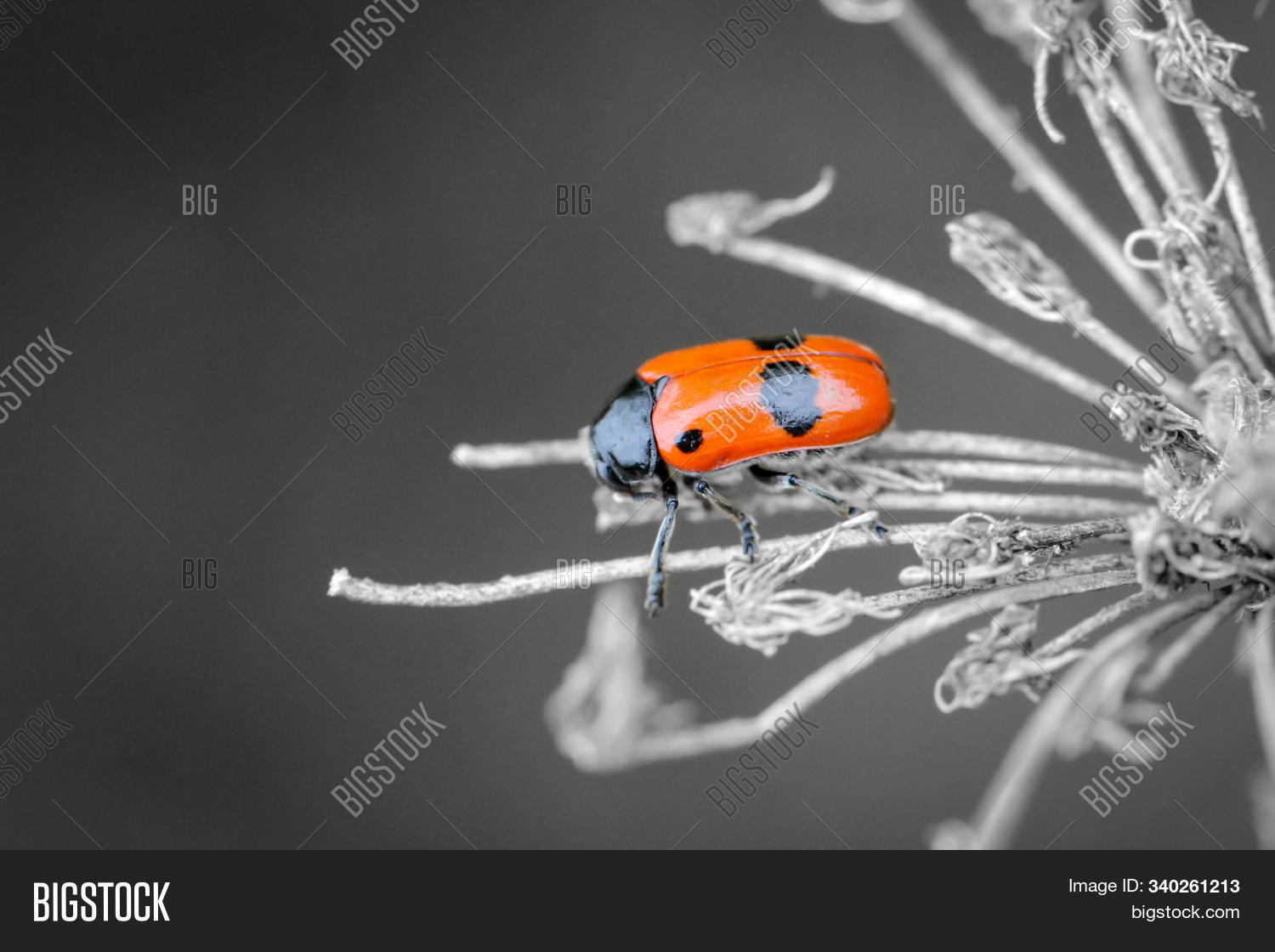 Elongated Beetle Red Image & Photo (Free Trial) | Bigstock