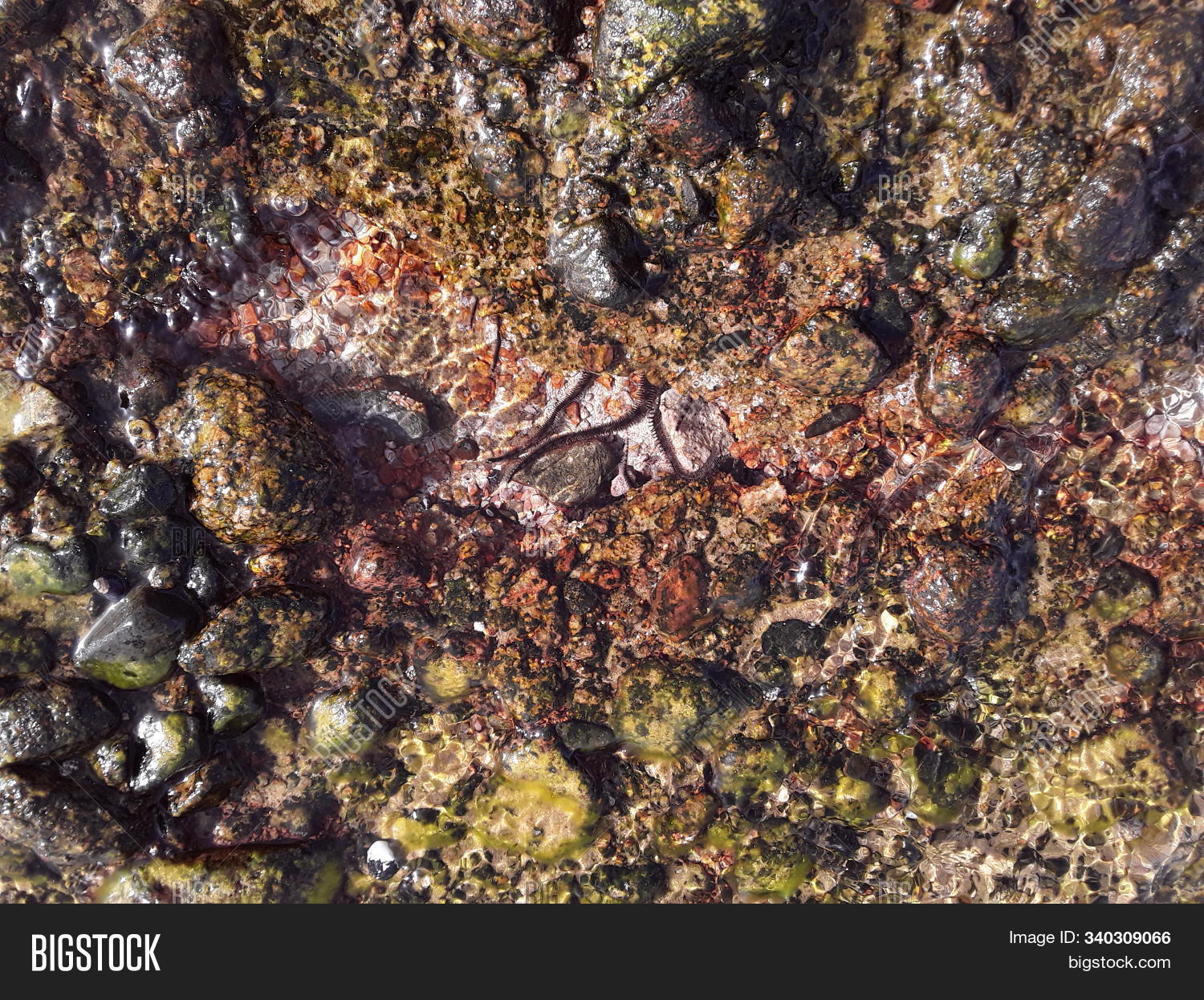 Stone Texture Red Sea Image & Photo (Free Trial) | Bigstock