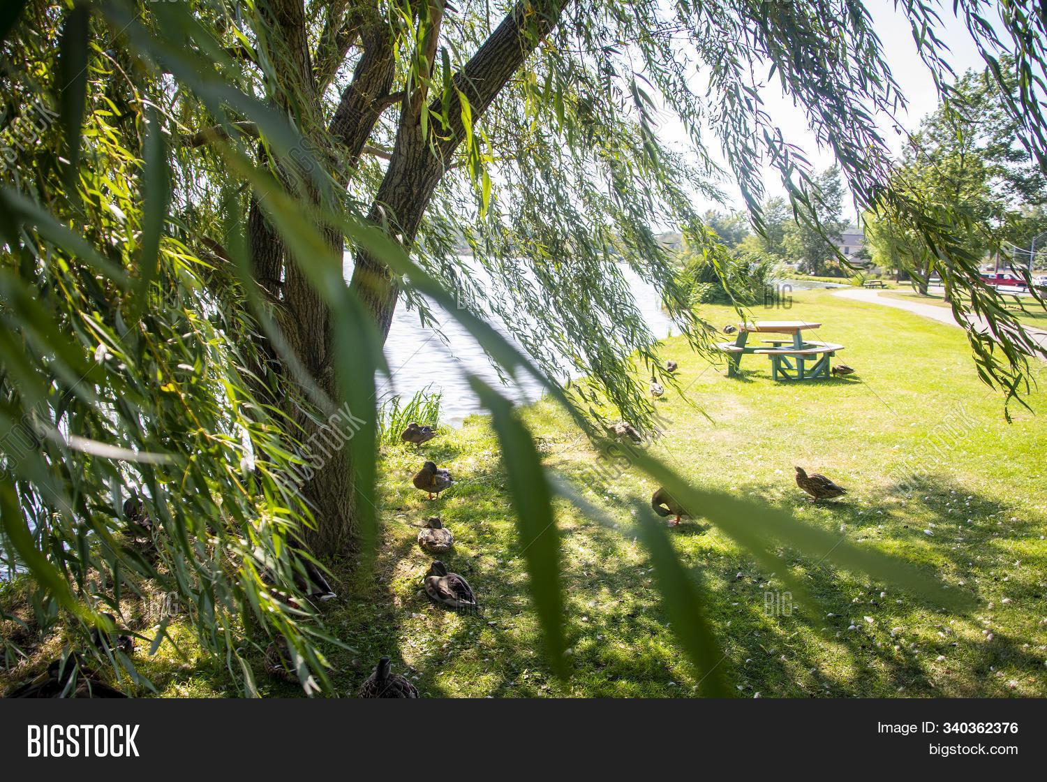 Weeping Willow Tree Image & Photo (Free Trial) | Bigstock