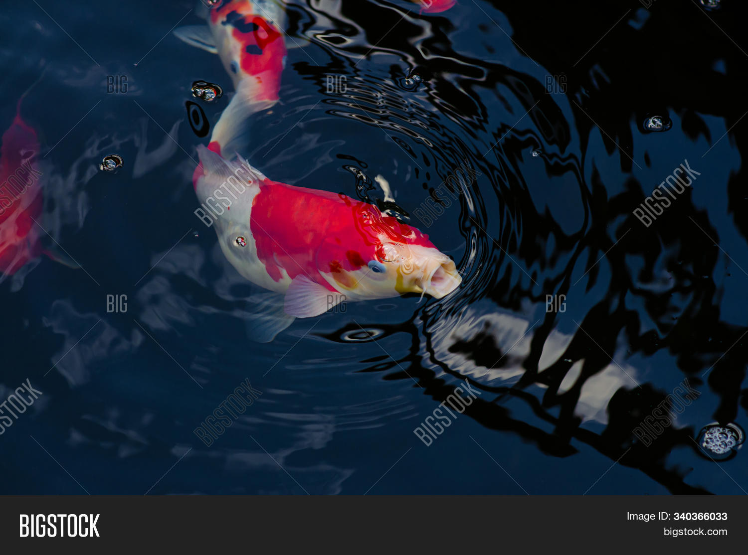 Japan Koi Fish Image & Photo (Free Trial) | Bigstock