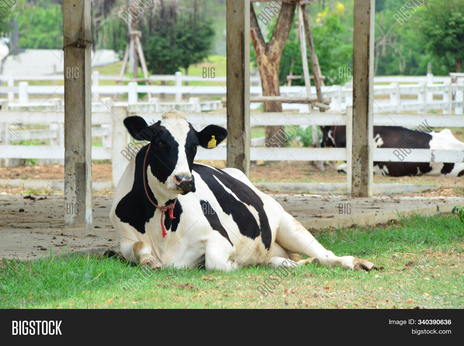 Cow Milk Black And White at Franklyn Mccord blog