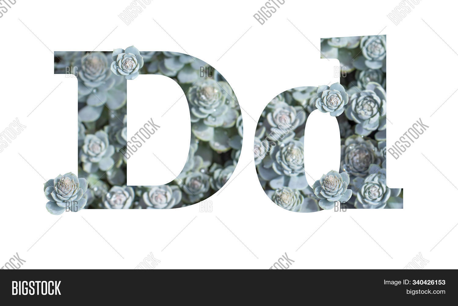 Letter D Uppercase Image & Photo (Free Trial) | Bigstock
