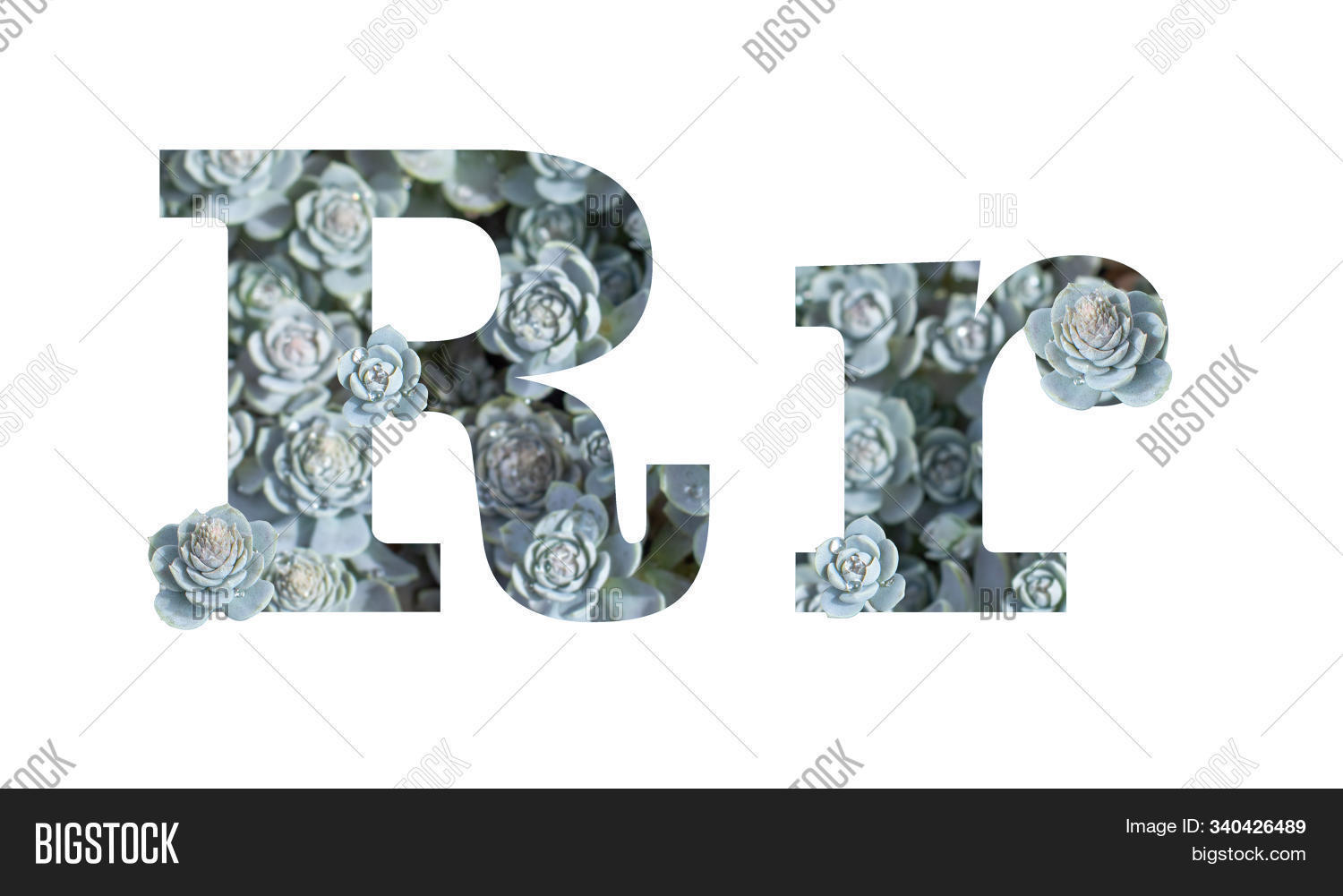 Letter R Latin Image & Photo (Free Trial) | Bigstock