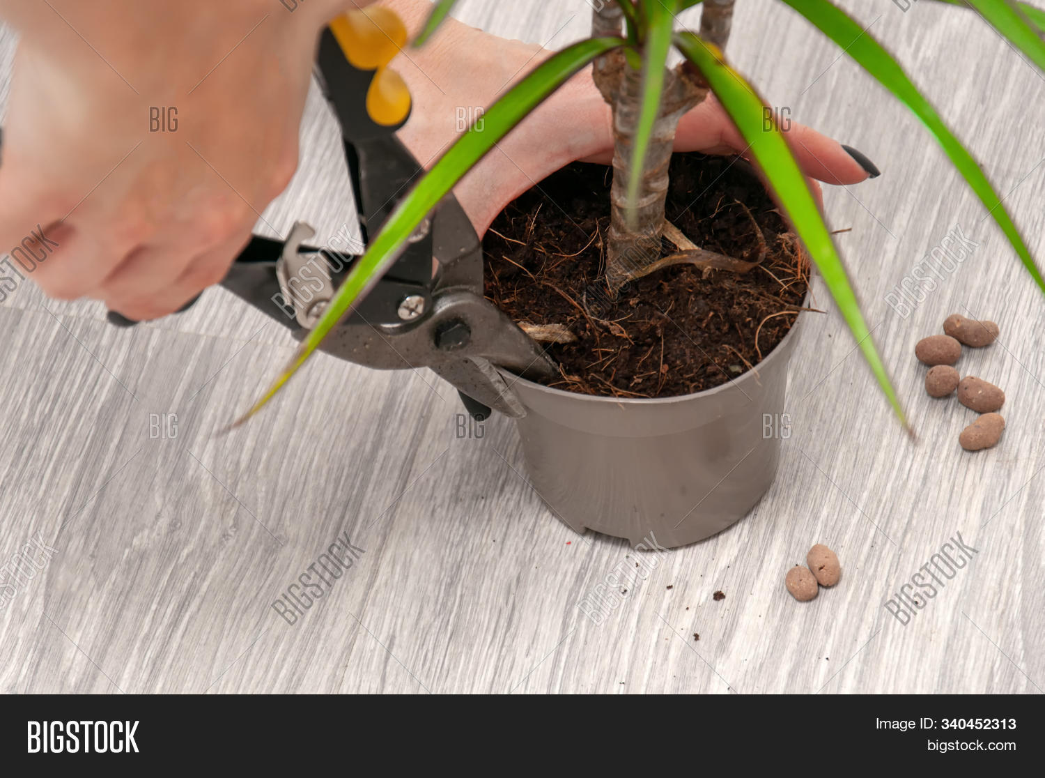 Peas, Spray, Indoor Image & Photo (Free Trial) | Bigstock