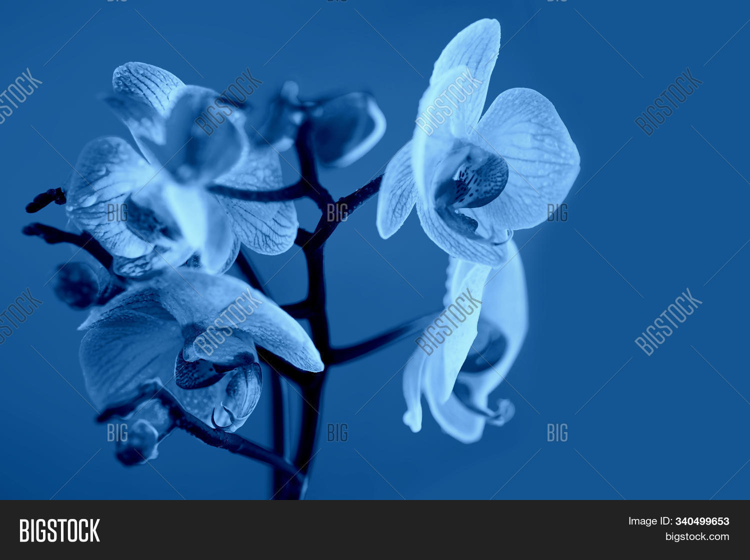 Delicate Pink Orchid Image & Photo (Free Trial) | Bigstock