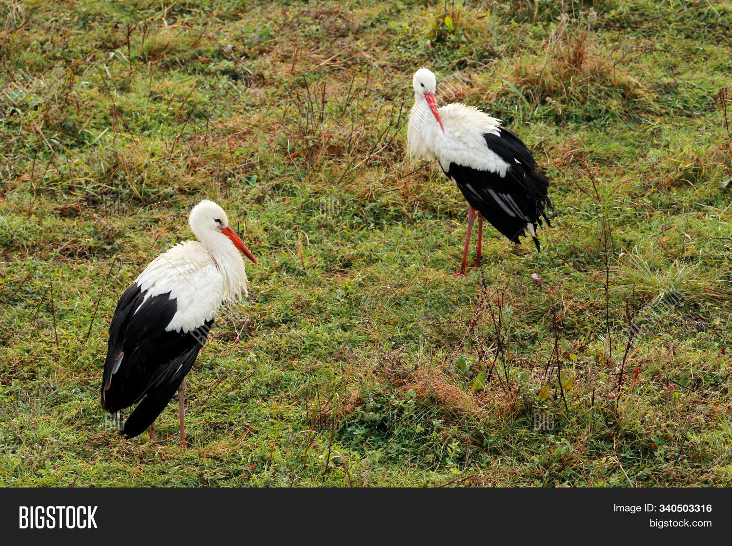Flock White Storks On Image & Photo (Free Trial) | Bigstock
