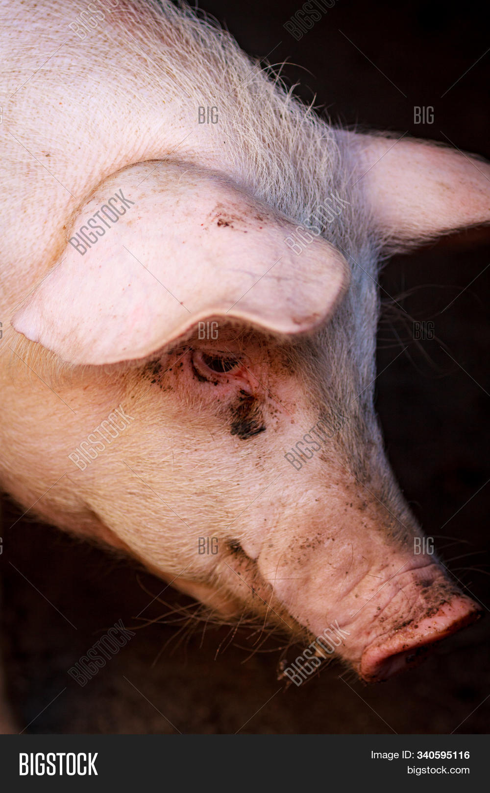 Piglet Pink Nose, Image & Photo (Free Trial) | Bigstock