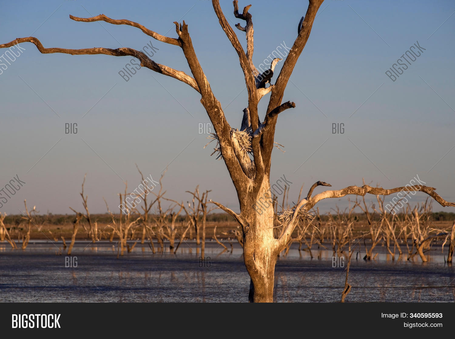 Dead Trees Swamp Lake Image & Photo (Free Trial) | Bigstock
