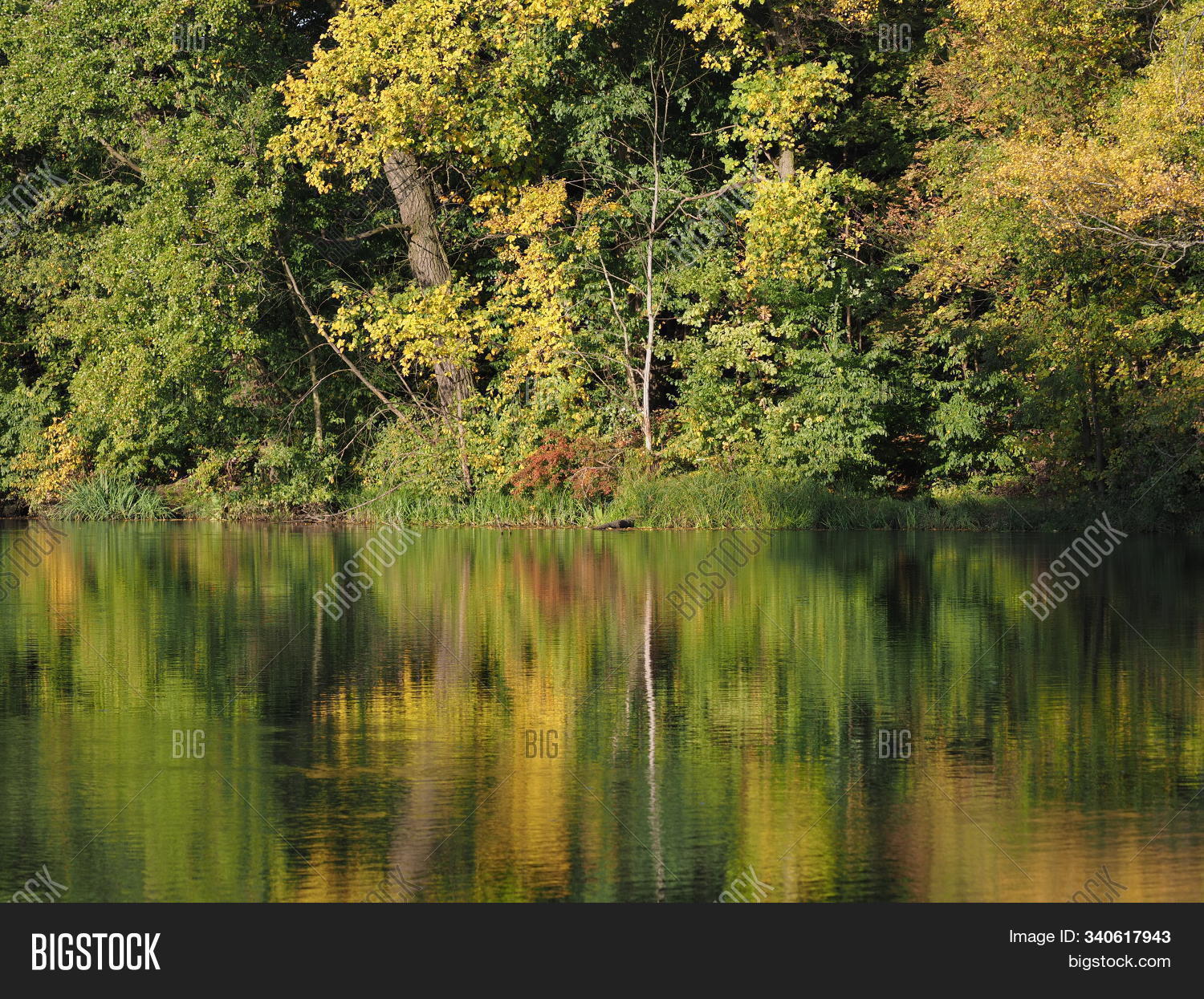 Picturesque Trees Image & Photo (Free Trial) | Bigstock