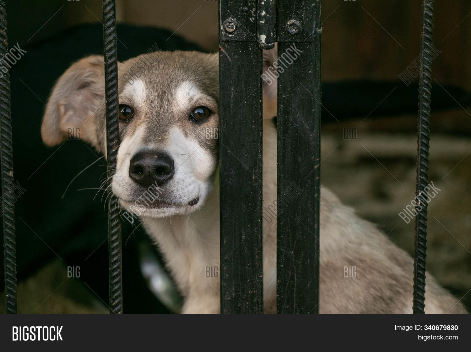 Young Dog Behind Bars Image & Photo (Free Trial) | Bigstock