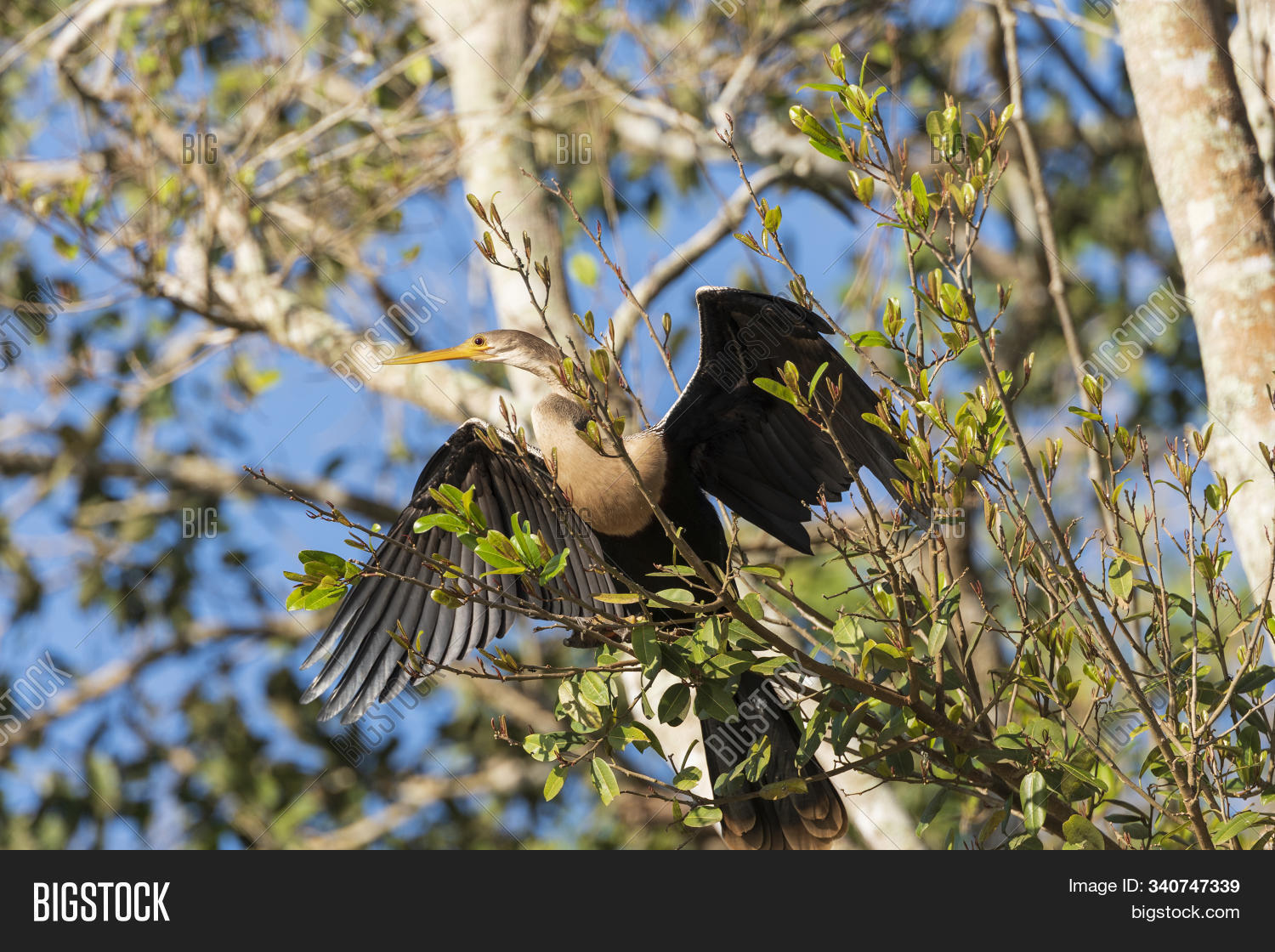 Female Anhinga Drying Image & Photo (Free Trial) | Bigstock