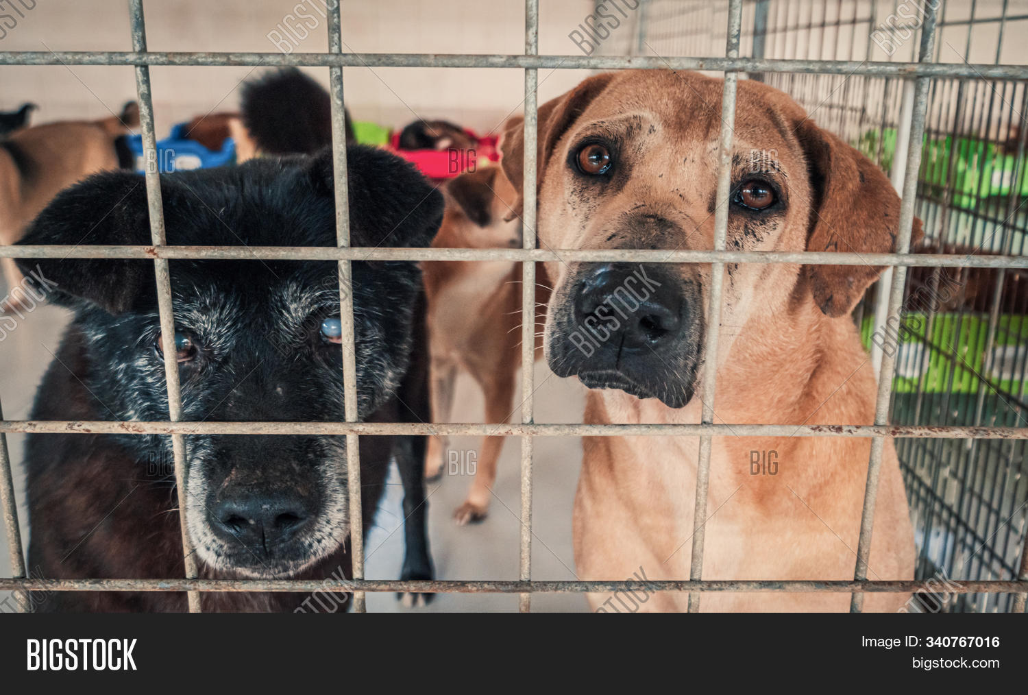 Unwanted Homeless Dogs Image & Photo (Free Trial) | Bigstock
