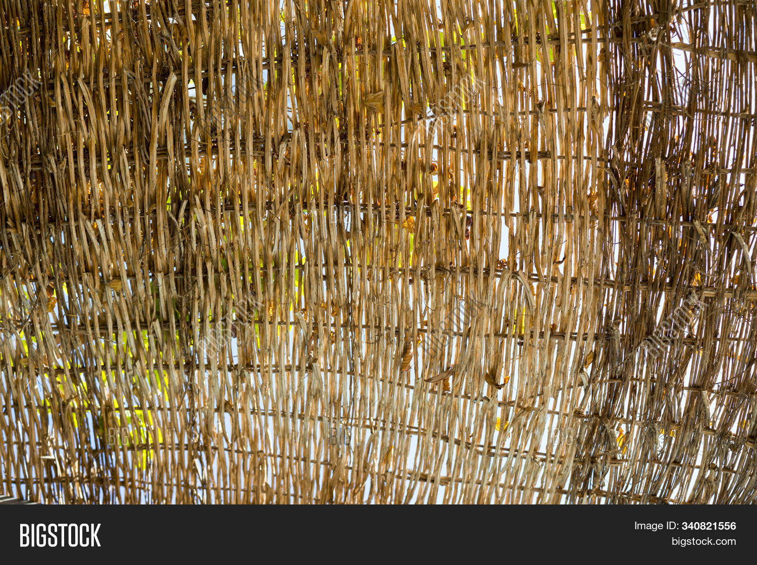 Brown Cane Stalk Image & Photo (Free Trial) | Bigstock