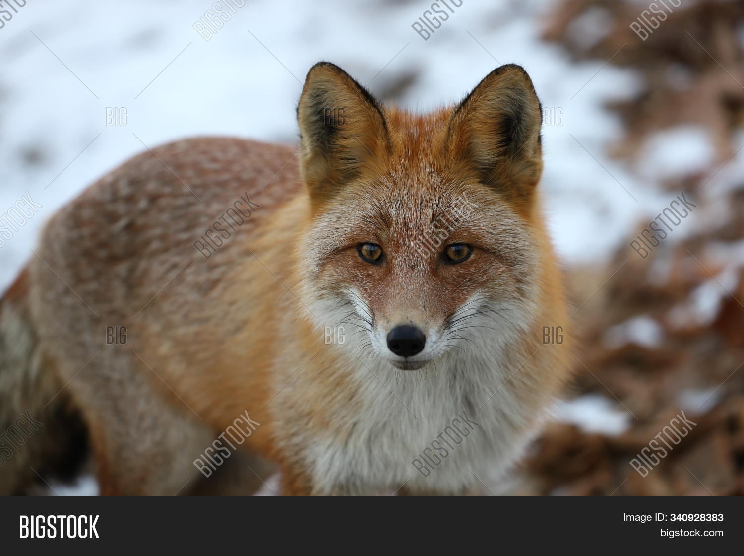 Fox Vulpes Vulpes Image & Photo (Free Trial) | Bigstock