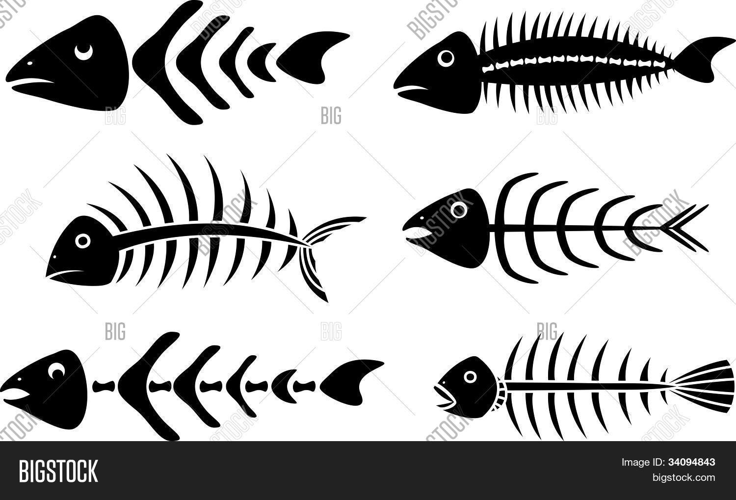 Various Fishbones Vector & Photo (Free Trial) | Bigstock