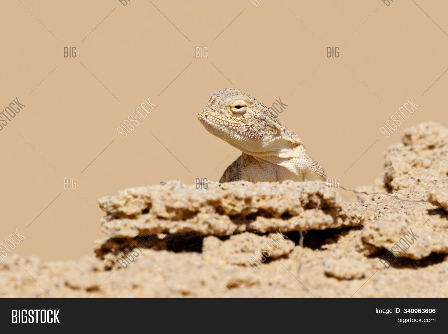 Toadhead Agama Image & Photo (Free Trial) | Bigstock