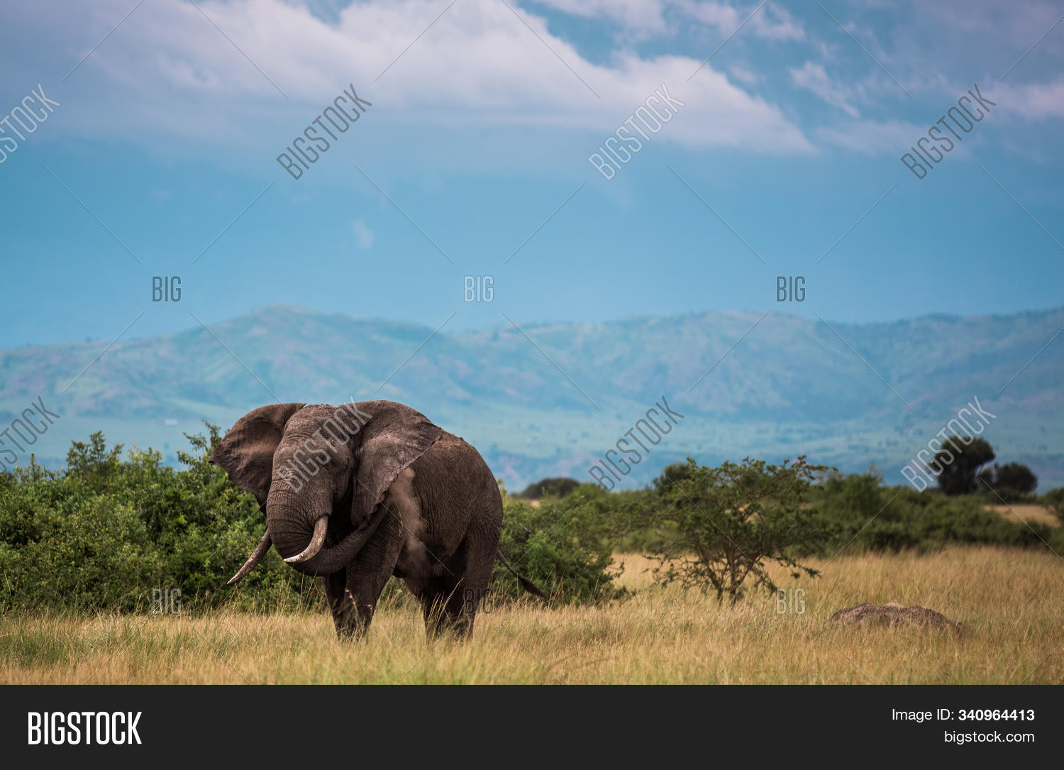Elephant Sprinkles Image & Photo (Free Trial) | Bigstock