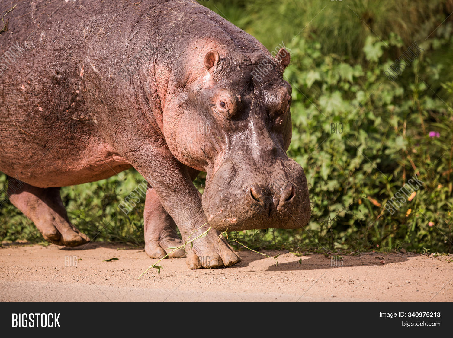 Huge Hippo Walks Along Image & Photo (Free Trial) | Bigstock