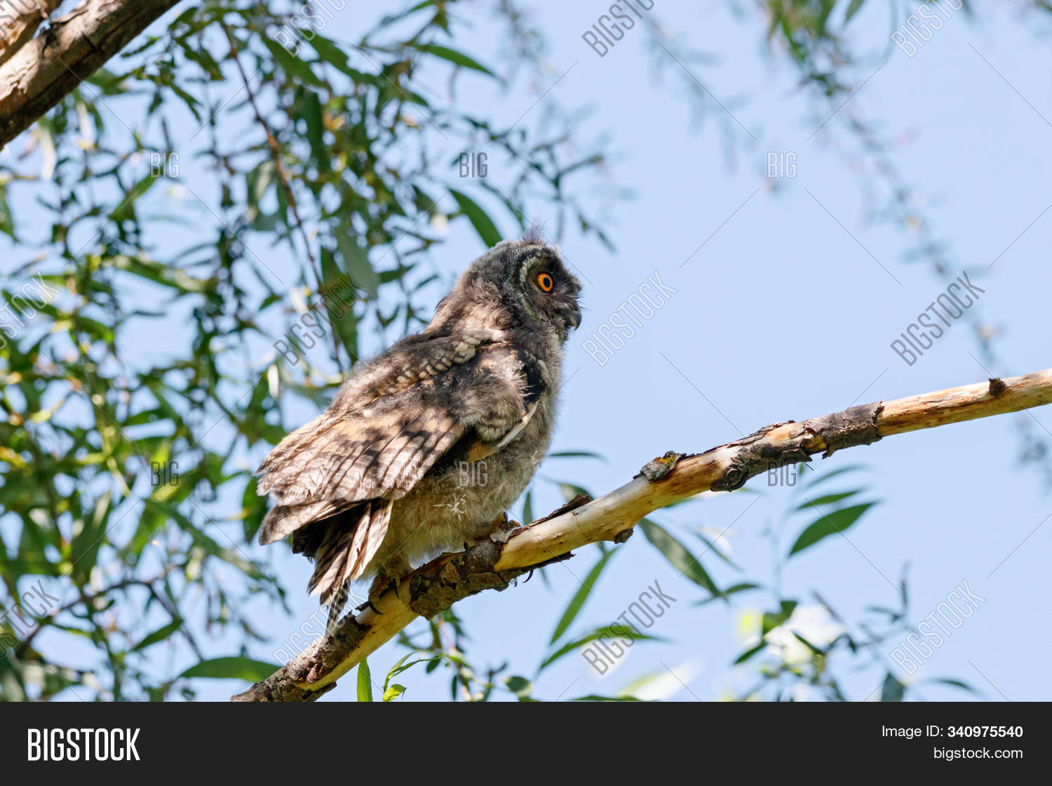 Long-eared Owl Asio Image & Photo (Free Trial) | Bigstock