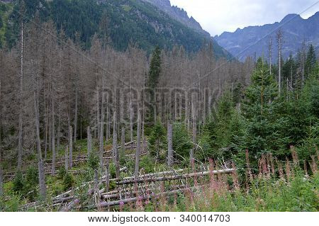 Dying Spruce Forests Image & Photo (Free Trial) | Bigstock
