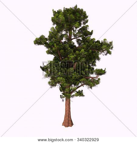 Australian Kahikatea Image & Photo (Free Trial) | Bigstock