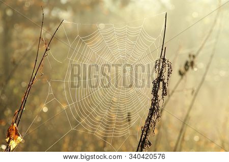 Spider Web Cobweb Image & Photo (Free Trial) | Bigstock
