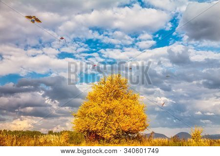 Flying Kites Over Tree Image & Photo (Free Trial) | Bigstock