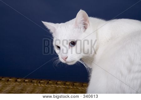 White Cat Images, Illustrations, Vectors - White Cat Stock Photos ...