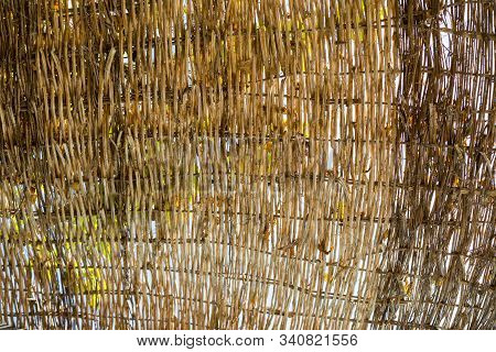 Brown Cane Stalk Image & Photo (Free Trial) | Bigstock