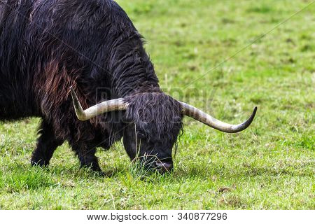 Highland Cow Images, Illustrations & Vectors (Free) - Bigstock