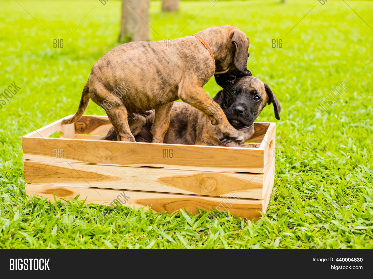 Two Cute Puppies Image & Photo (Free Trial) | Bigstock