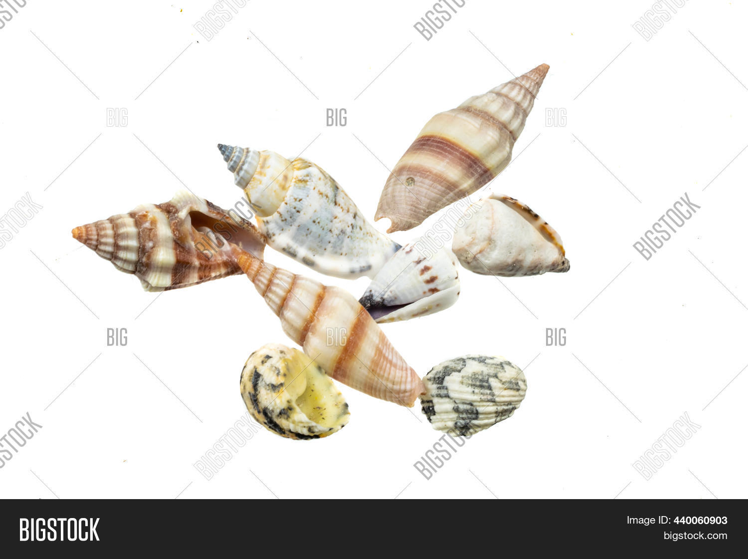Shells Sea Snail On Image & Photo (Free Trial) | Bigstock