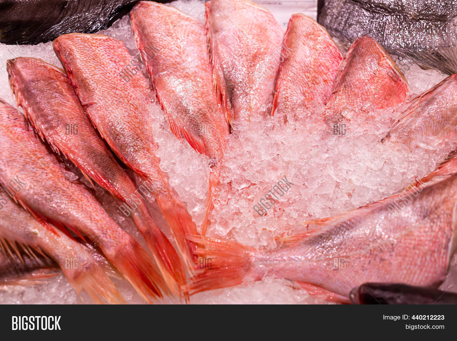 Sea Bass. Red Fish. Image & Photo (Free Trial) | Bigstock