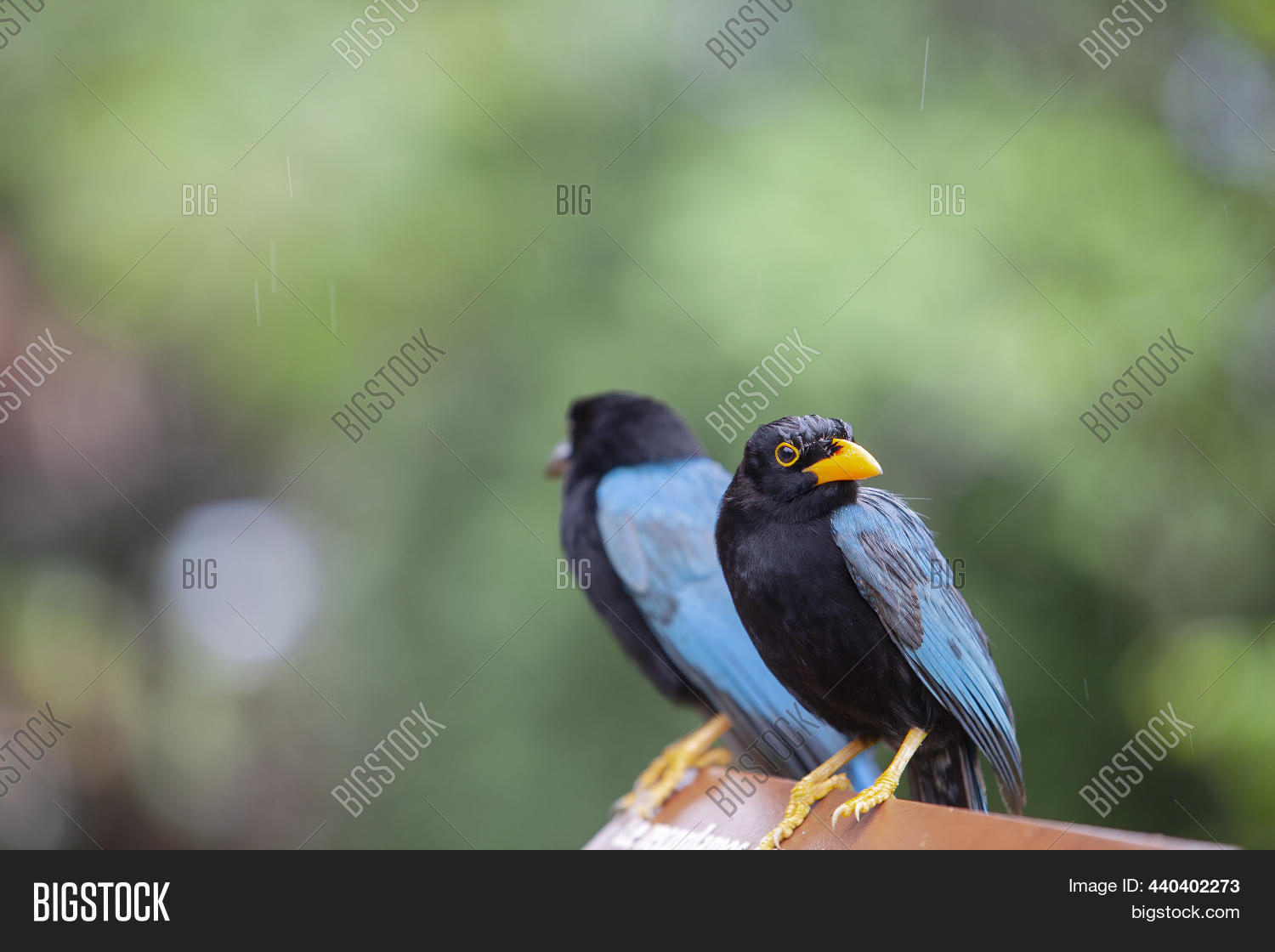 Yucatan Jay ( Image & Photo (Free Trial) | Bigstock