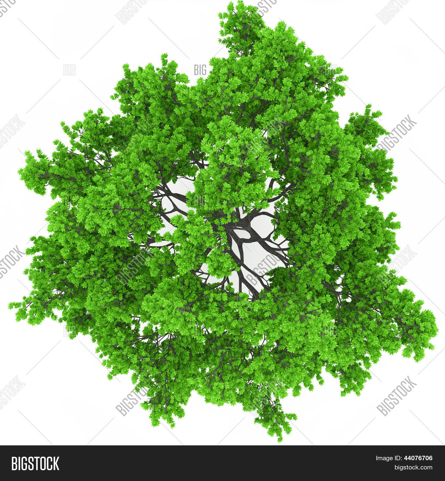Tree Top View Image & Photo (Free Trial) | Bigstock