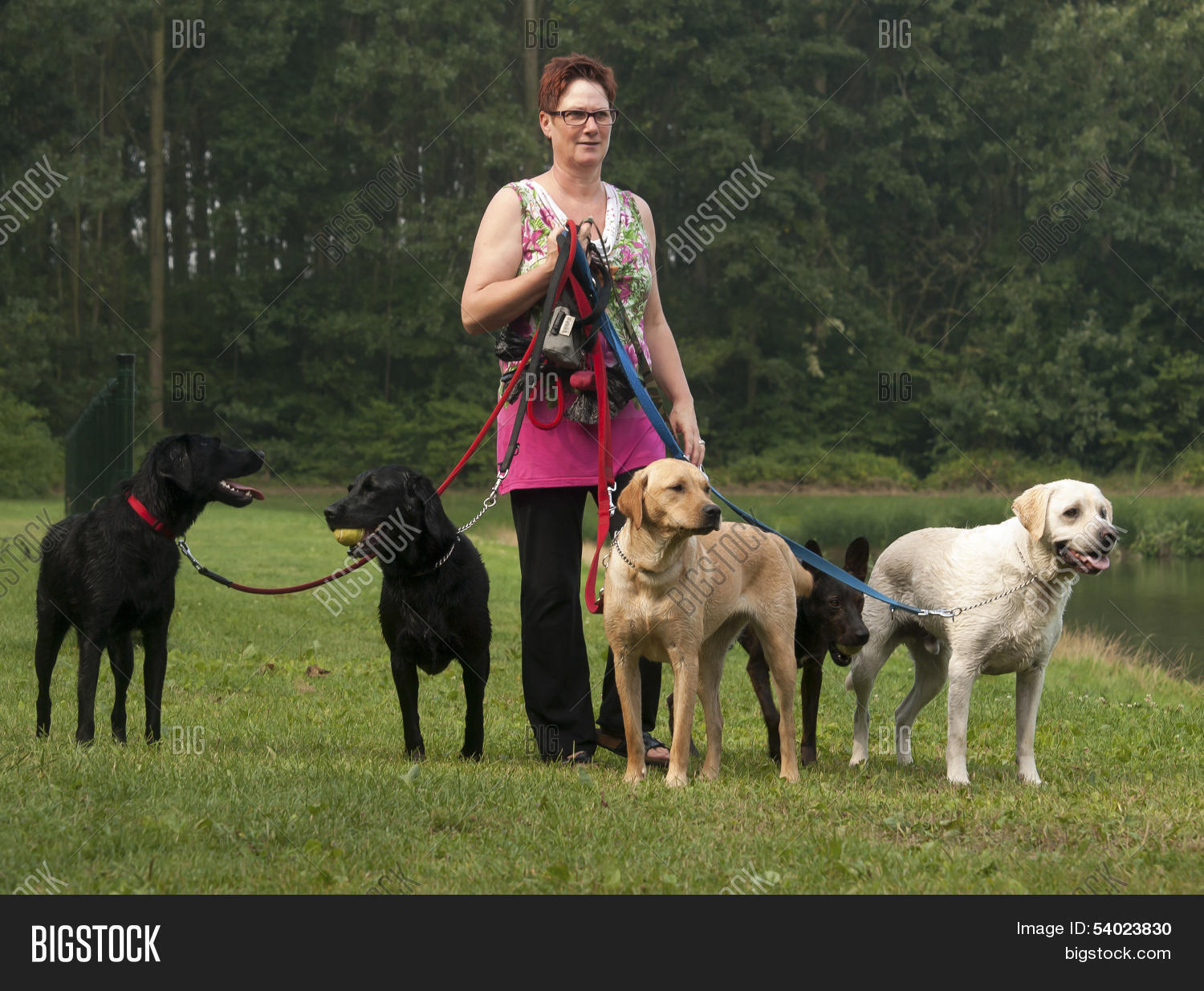 Woman Walks Four Dogs Image & Photo (Free Trial) | Bigstock