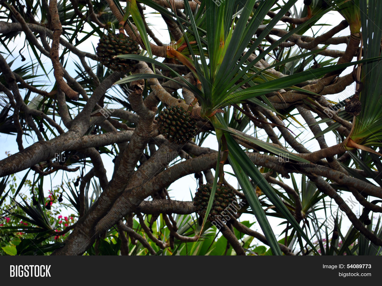 Common Screwpine Image & Photo (Free Trial) | Bigstock