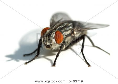 Big Black Fly Red Eyes Image & Photo (Free Trial) | Bigstock